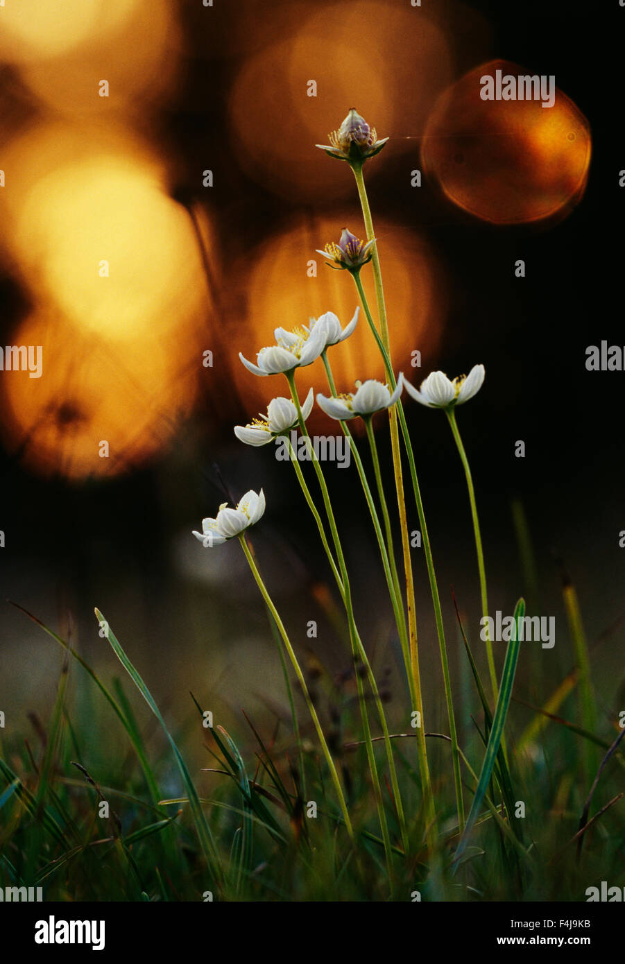 Parnassia hi-res stock photography and images - Alamy