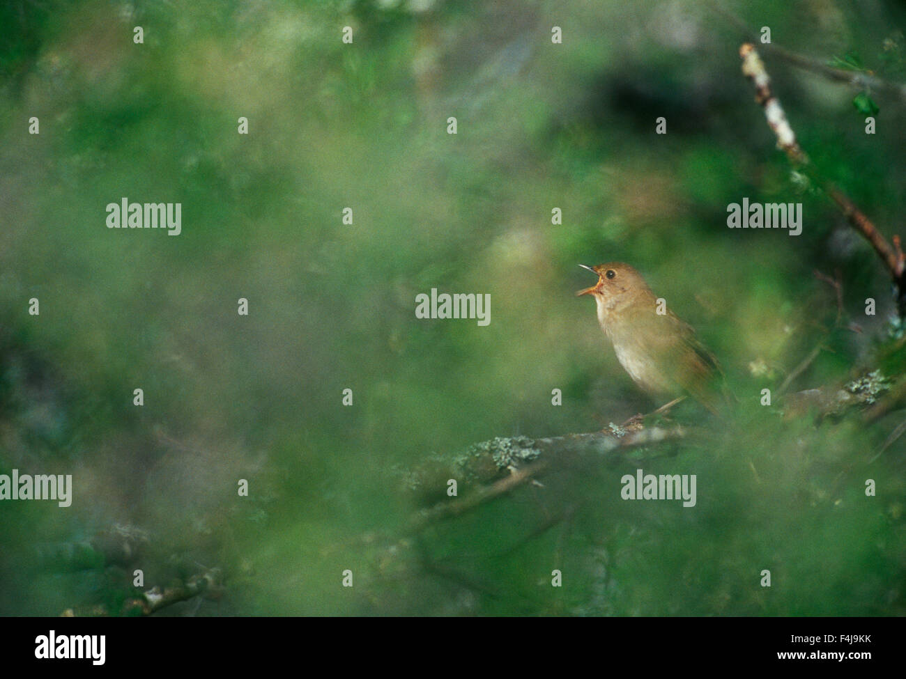 Nightingale singing tree hi-res stock photography and images - Alamy