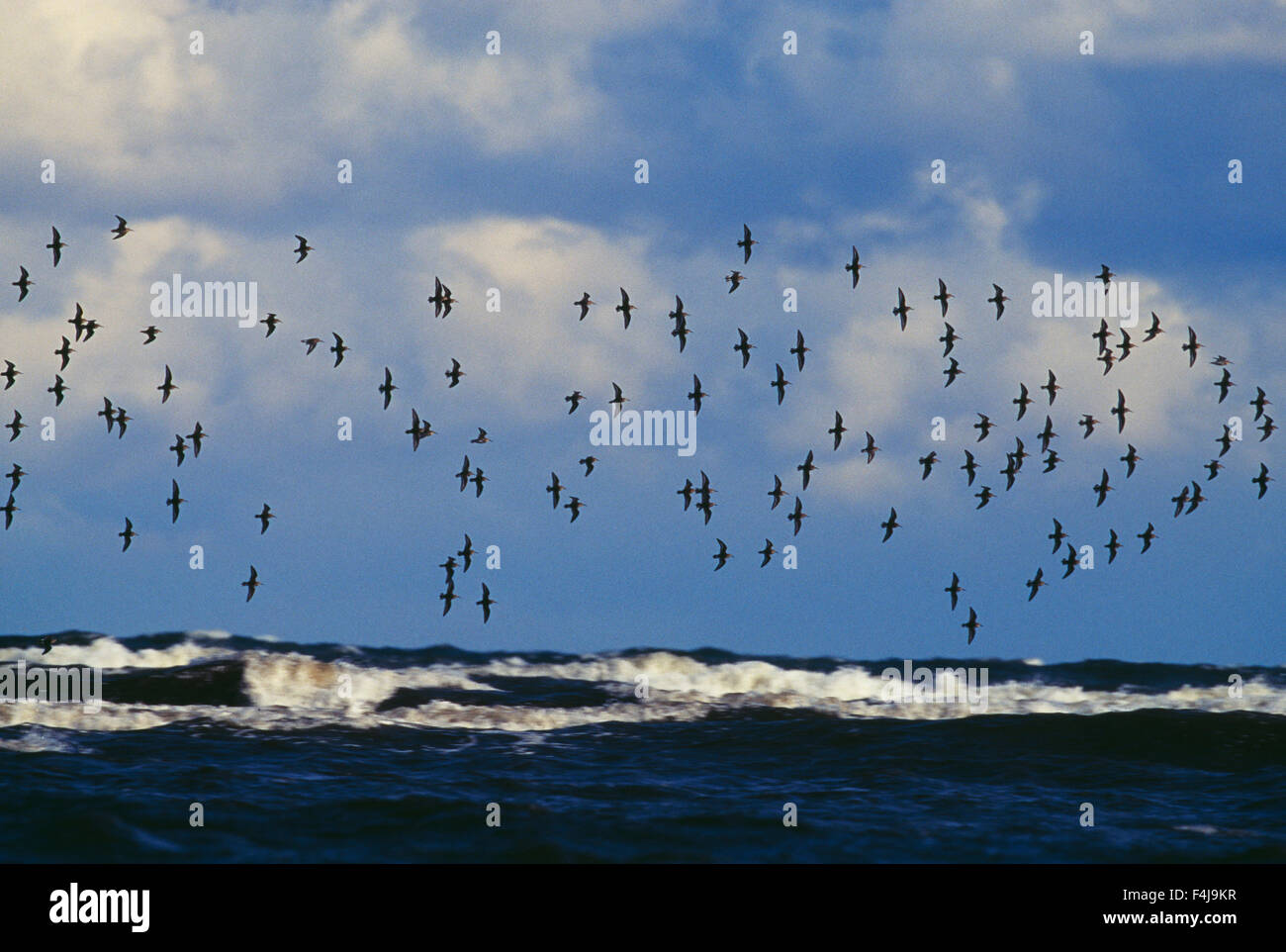 A flock of Dunlins Stock Photo - Alamy
