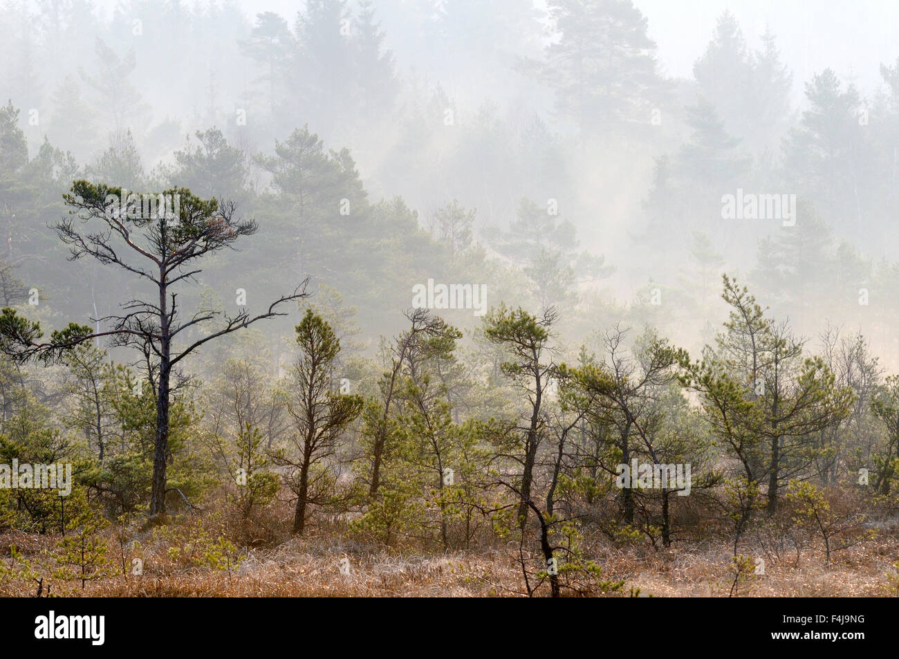 Swampy ground hi-res stock photography and images - Alamy