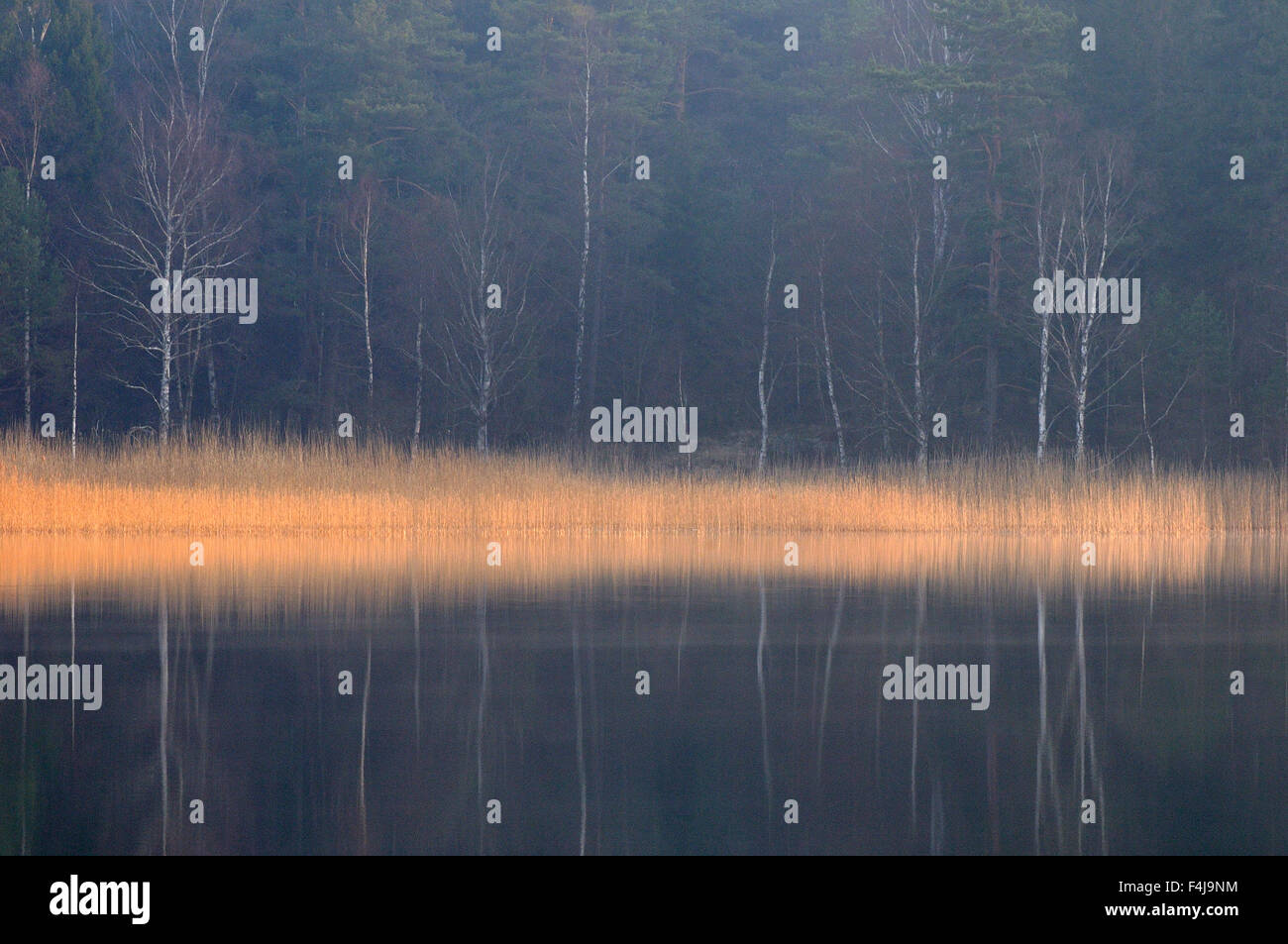 Reed at a lake Stock Photo - Alamy