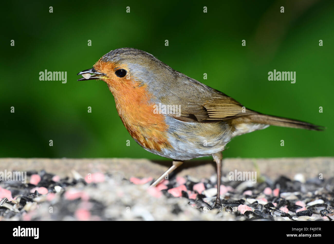 Robin bird table hi-res stock photography and images - Alamy