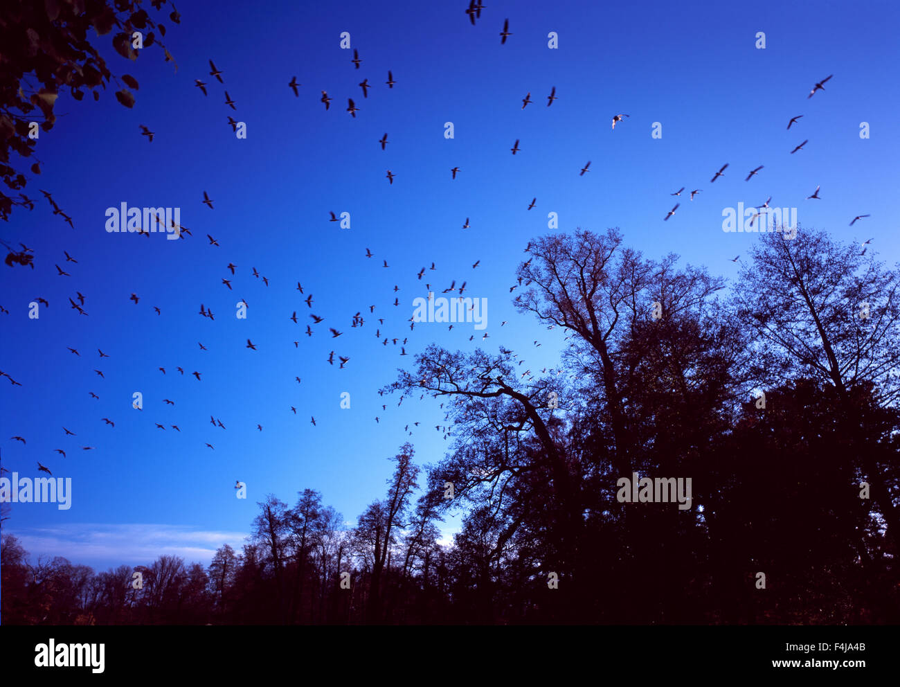 Night flock birds hi-res stock photography and images - Alamy