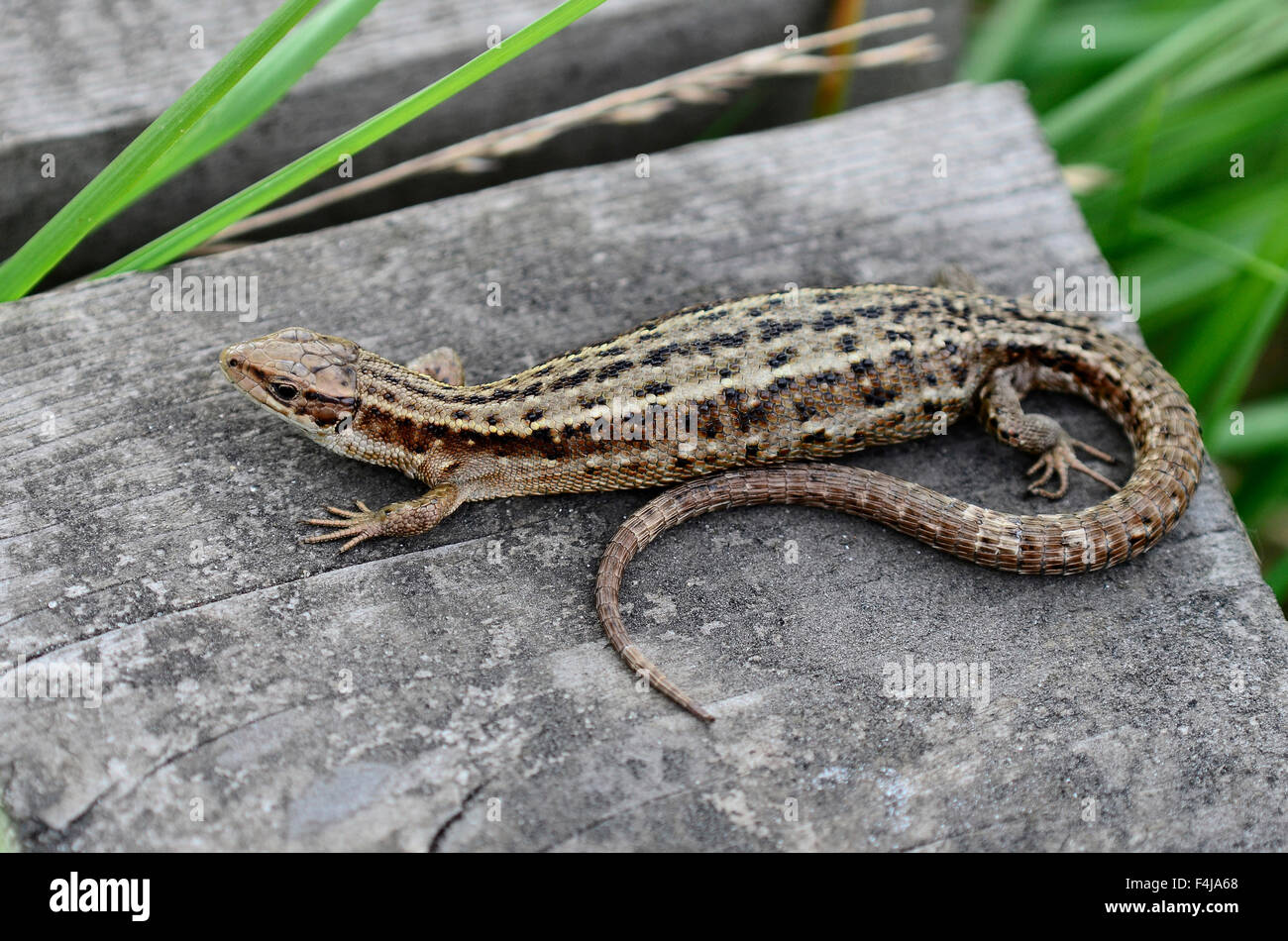 Common lizard on a board walk UK Stock Photo - Alamy