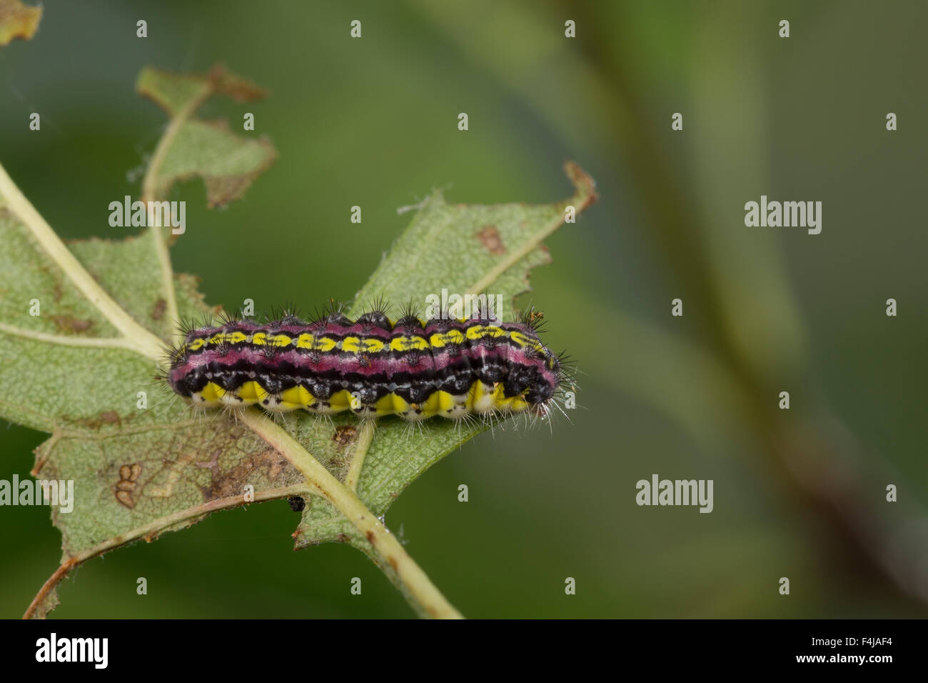 Almond-tree leaf skeletonizer moth, caterpillar, Trauer-Widderchen ...