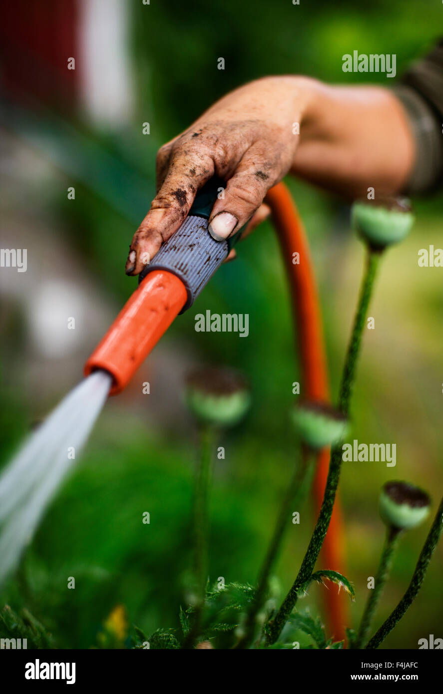 Hand watering hi-res stock photography and images - Alamy