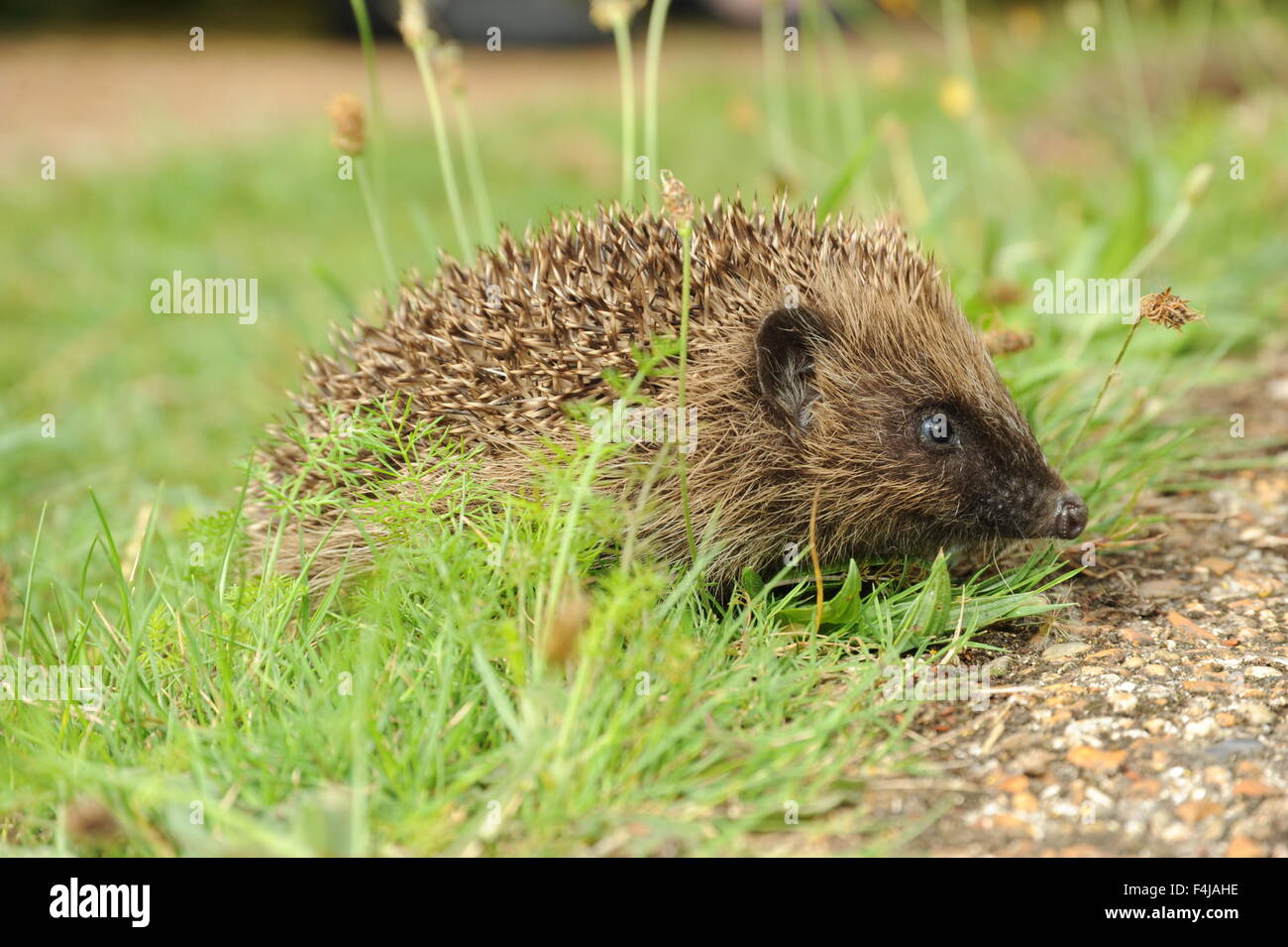 Animal spines hi-res stock photography and images - Alamy