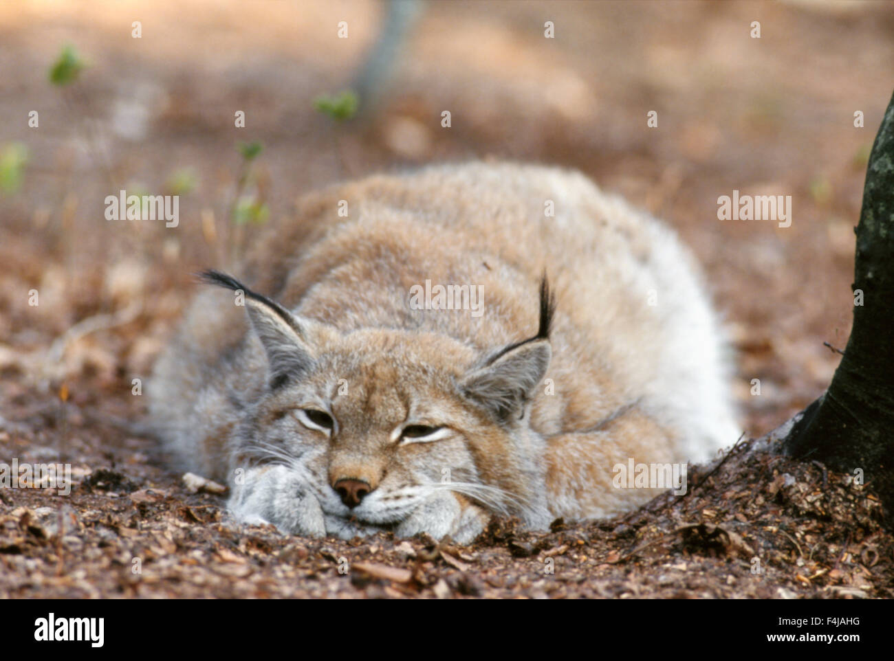 Lynx image hi-res stock photography and images - Alamy