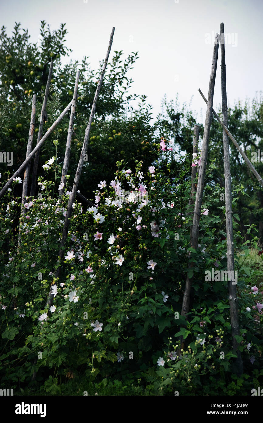 Garden hedge flower trellis hi-res stock photography and images - Alamy