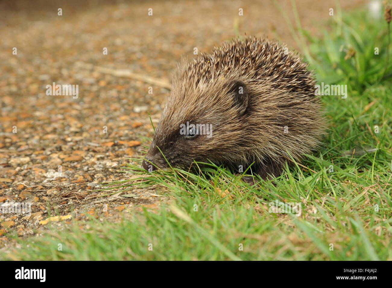 Hedgehog on grass edge Stock Photo - Alamy