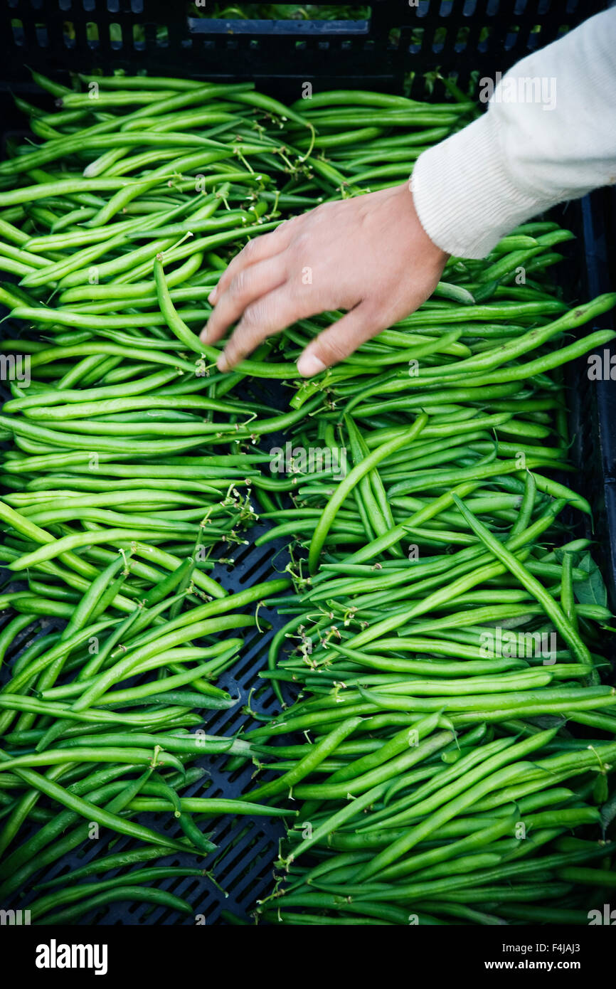 Sorting green beans hi-res stock photography and images - Alamy