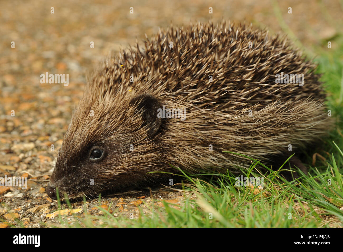 Hedgehog side view hi-res stock photography and images - Alamy