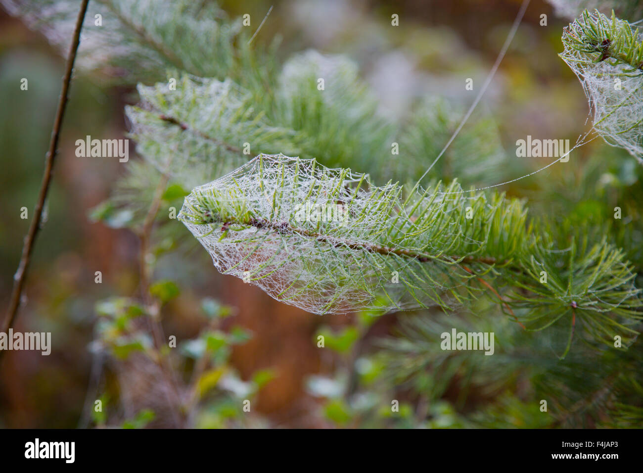 Cob webs covered in Dew on Fir trees in wood or forest Stock Photo - Alamy