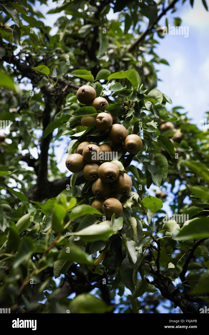 Pear tree, Sweden Stock Photo - Alamy