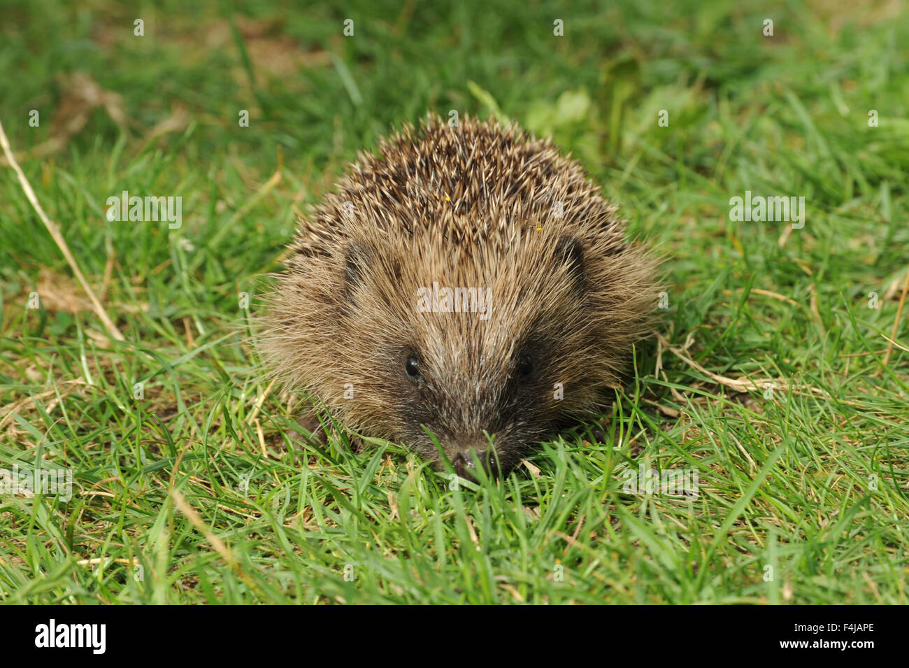 Hedgehog in nature hi-res stock photography and images - Alamy