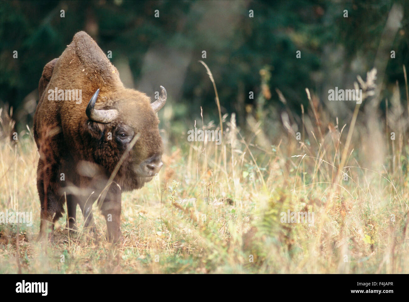 Cattle bull european hi-res stock photography and images - Alamy