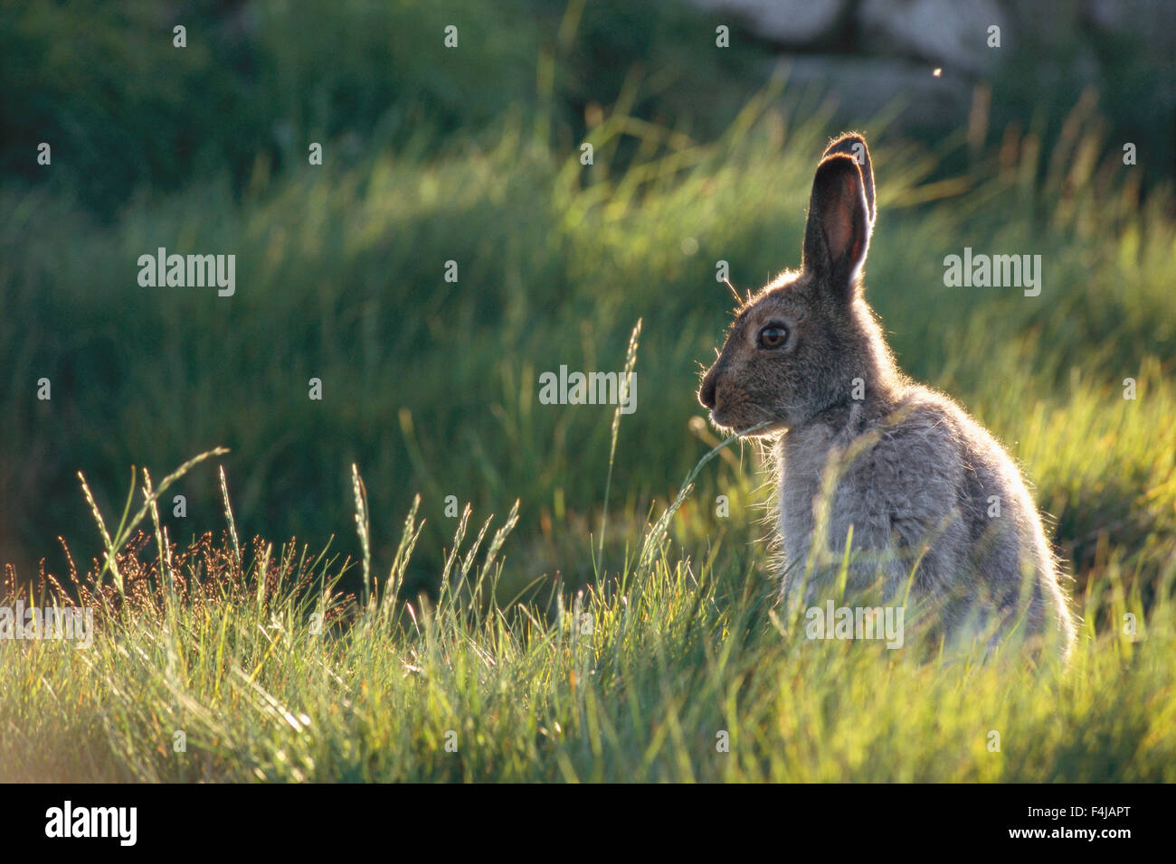 Alpine hare in a field Stock Photo - Alamy