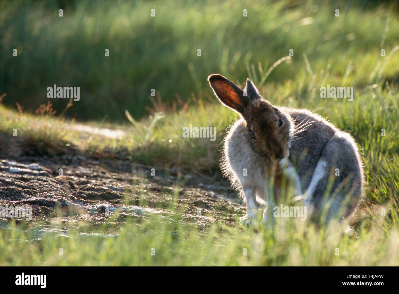 Alpine hare in a field Stock Photo - Alamy