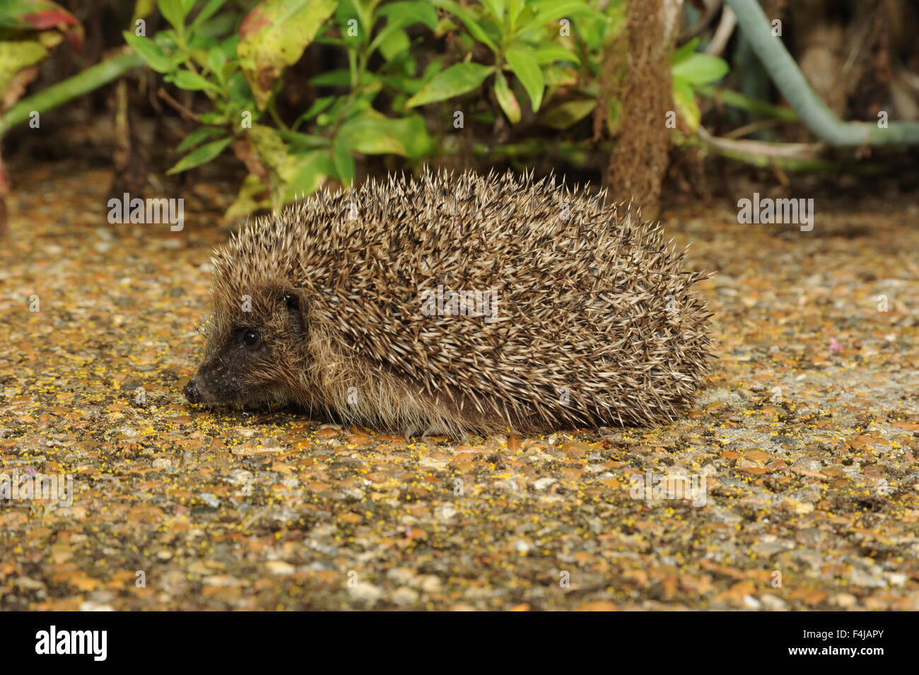 Photograph of a hedgehog on a path Stock Photo - Alamy