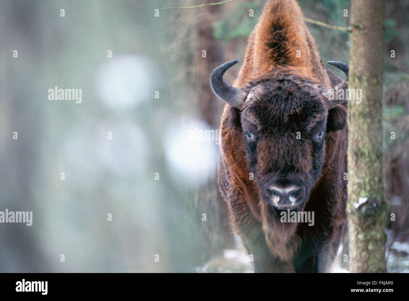 European bison from the front Stock Photo - Alamy