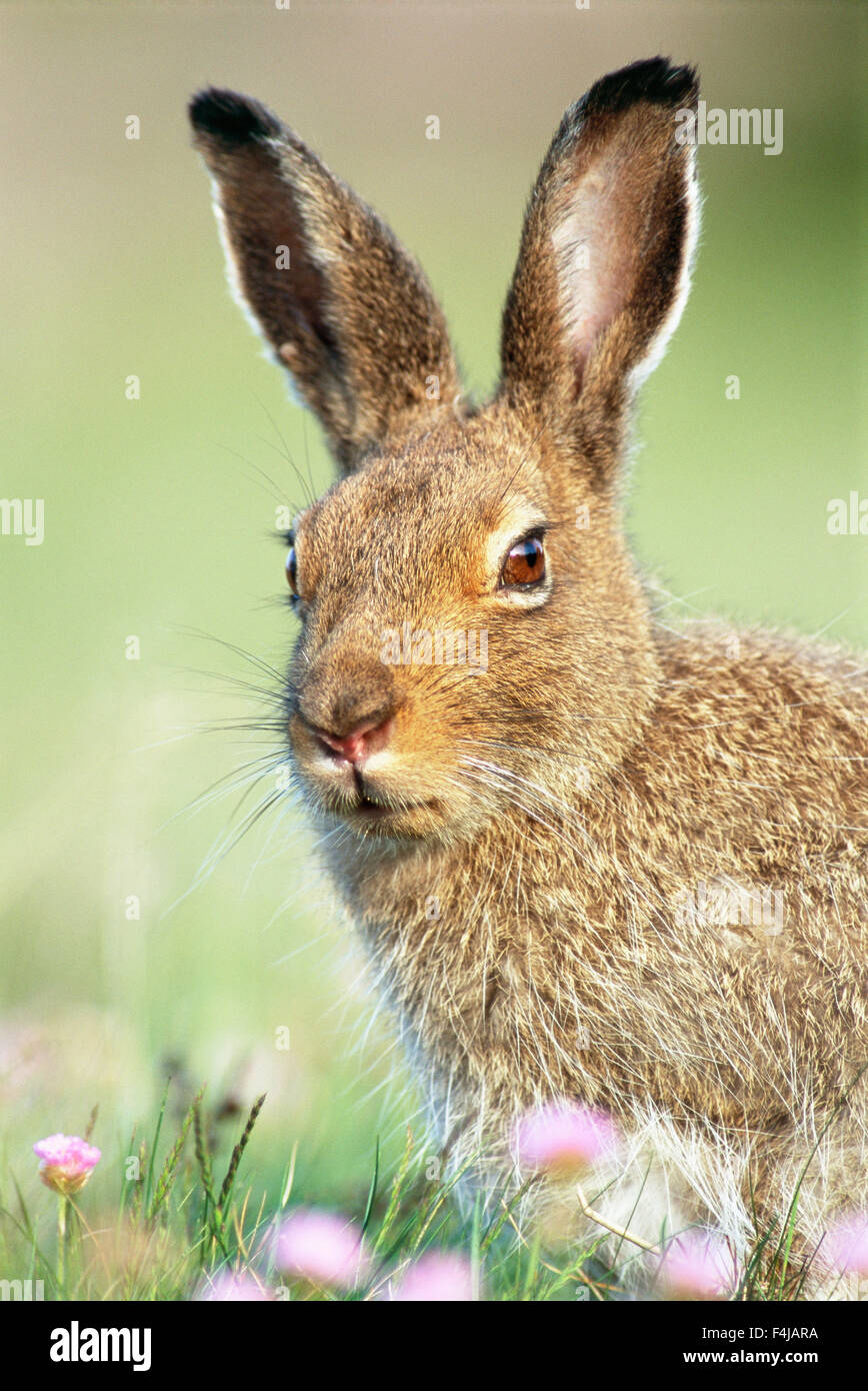 Alpine hare hi-res stock photography and images - Alamy