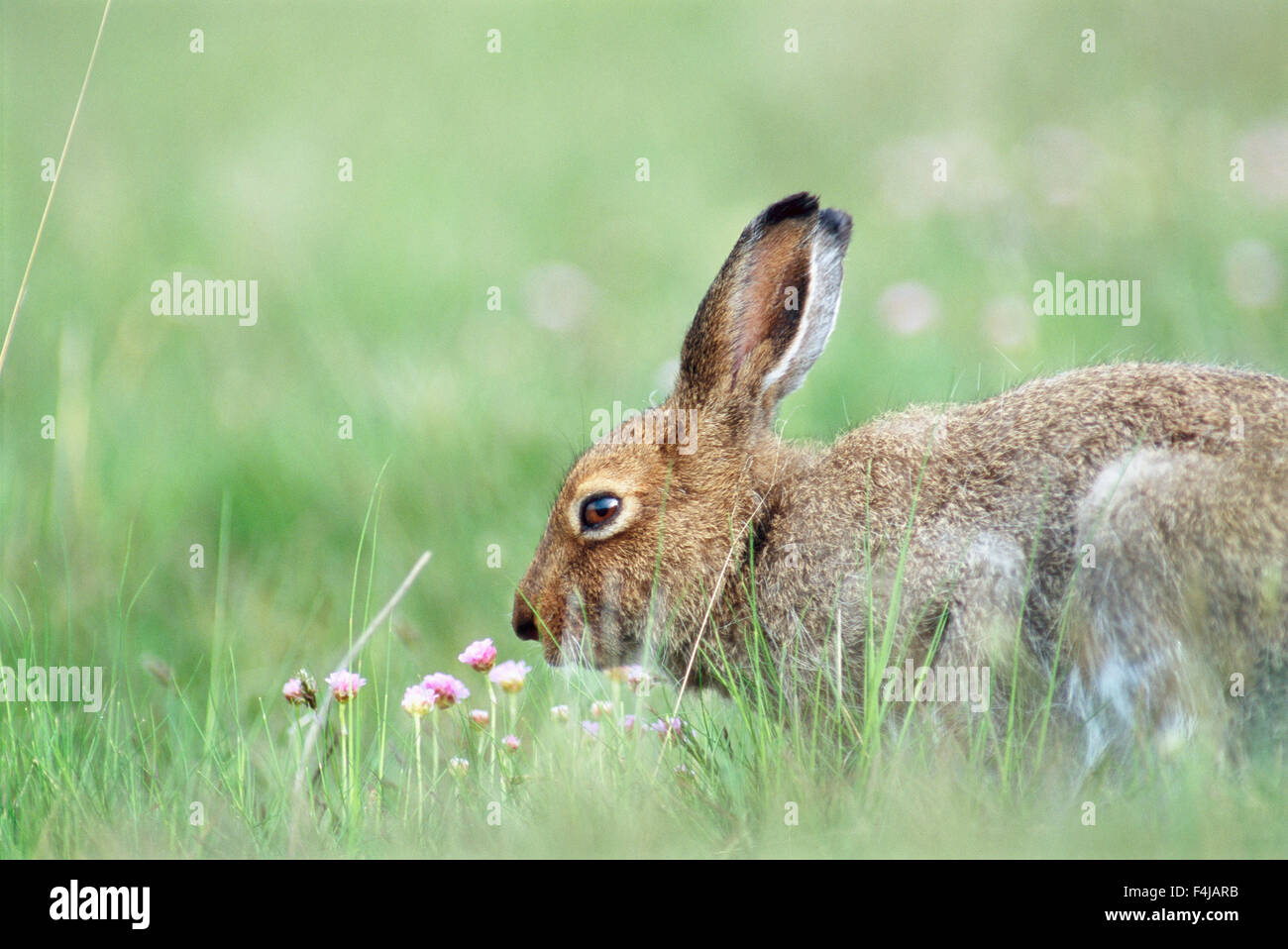 Hare image hi-res stock photography and images - Alamy
