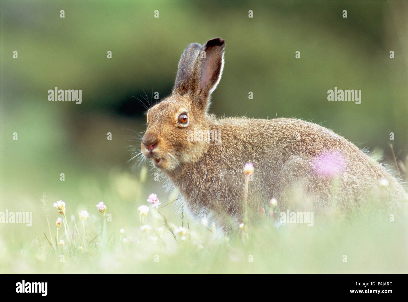 Alpine hare in a field Stock Photo - Alamy