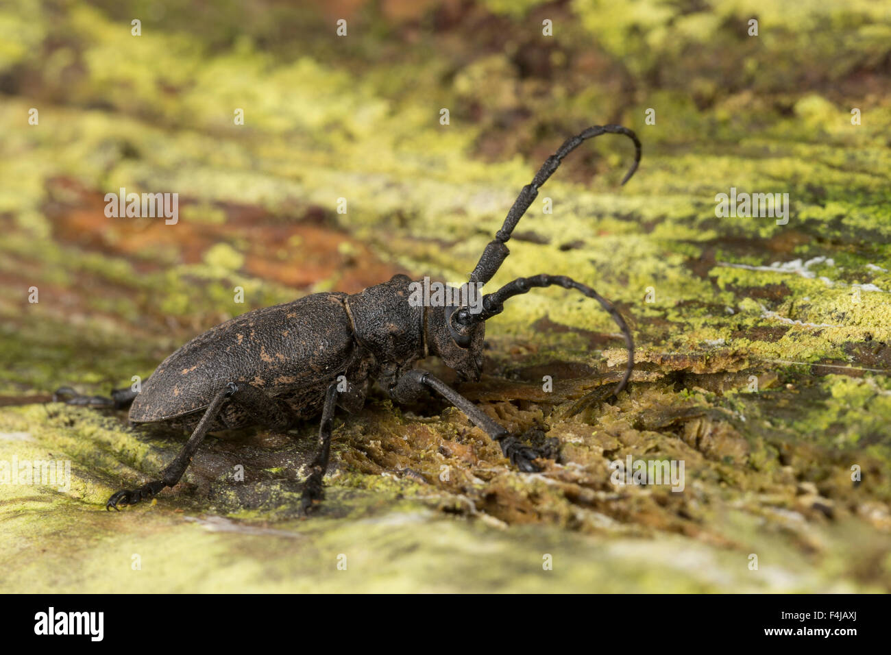 Weaver beetle lamia textor hi-res stock photography and images - Alamy