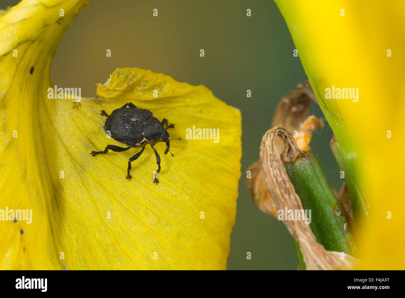 Iris seeds weevil, Schwertlilienrüssler, Irisrüssler, Schwertlilien ...