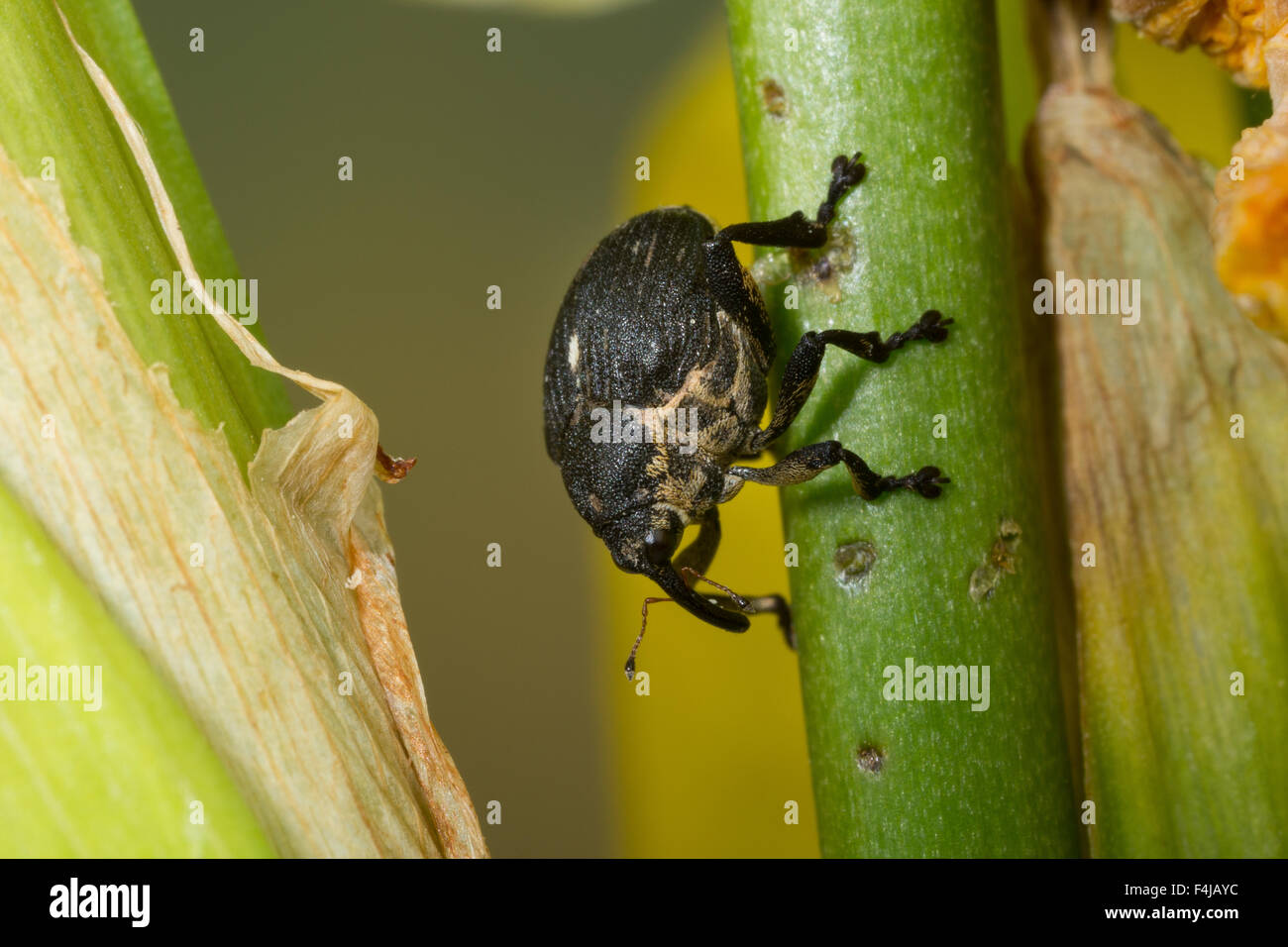 Iris seeds weevil, Schwertlilienrüssler, Irisrüssler, Schwertlilien ...