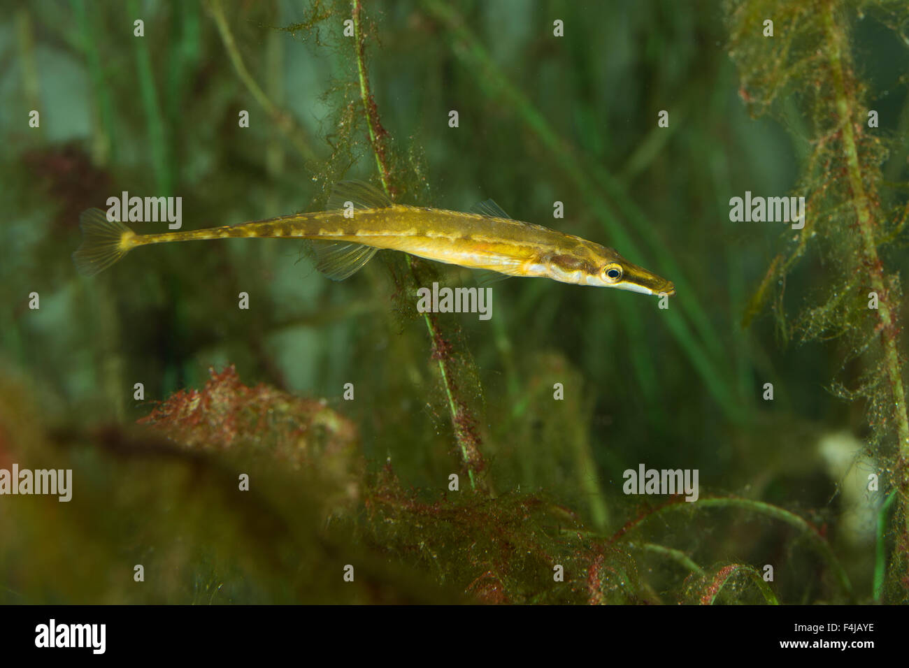 Fifteenspine hi-res stock photography and images - Alamy