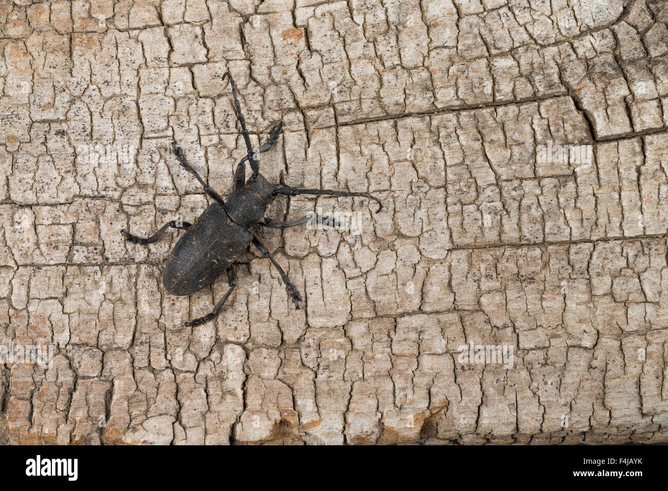 Weaver beetle, Weberbock, Weber-Bock, Lamia textor, Pachystola textor ...