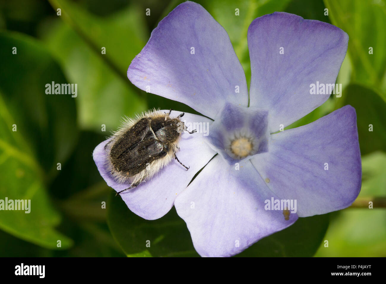 Hairy beetle, Apple blossom beetle, Zottiger Rosenkäfer, Blütenkäfer ...