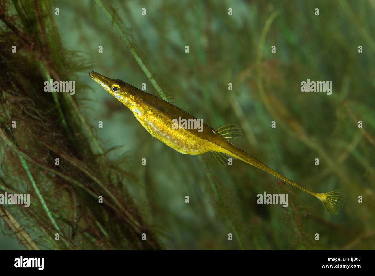 Fifteen spined stickleback hi-res stock photography and images - Alamy