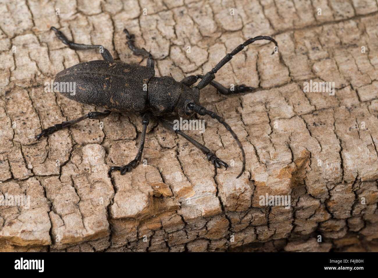 Weaver beetle, Weberbock, Weber-Bock, Lamia textor, Pachystola textor ...