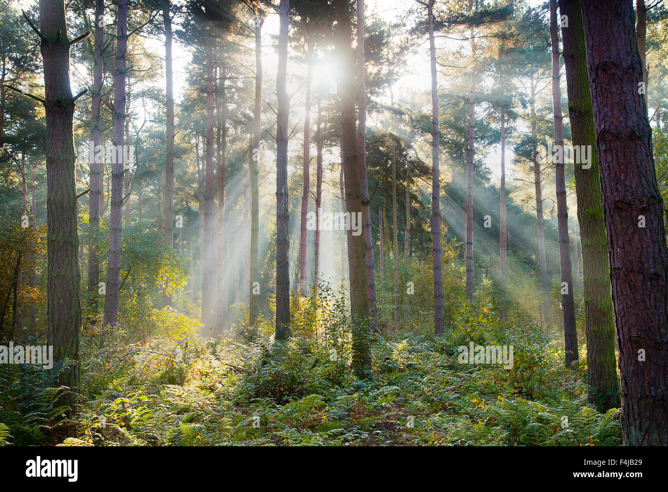 Misty early morning walk in the wood forest Stock Photo - Alamy