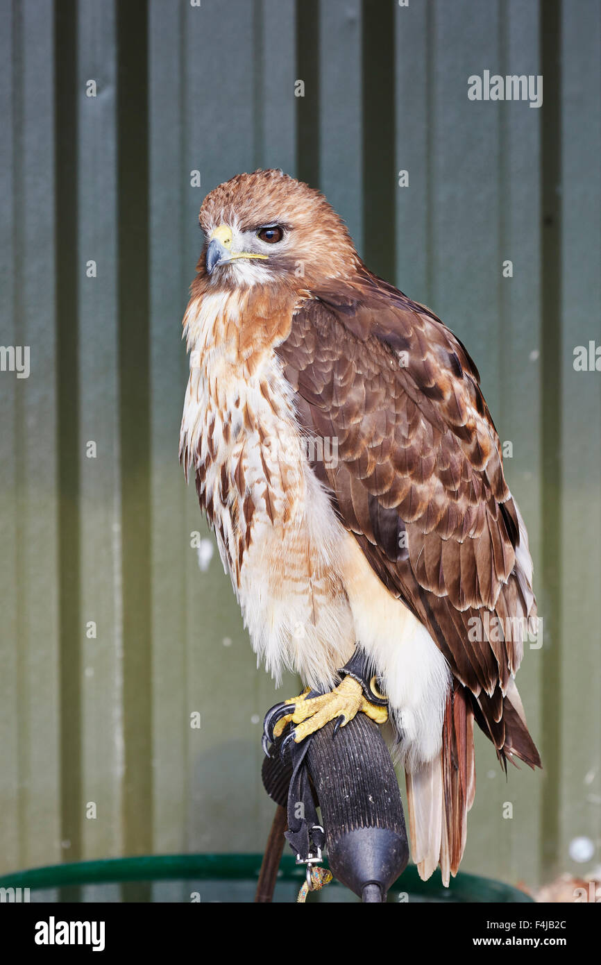 American red tailed hawk hi-res stock photography and images - Alamy