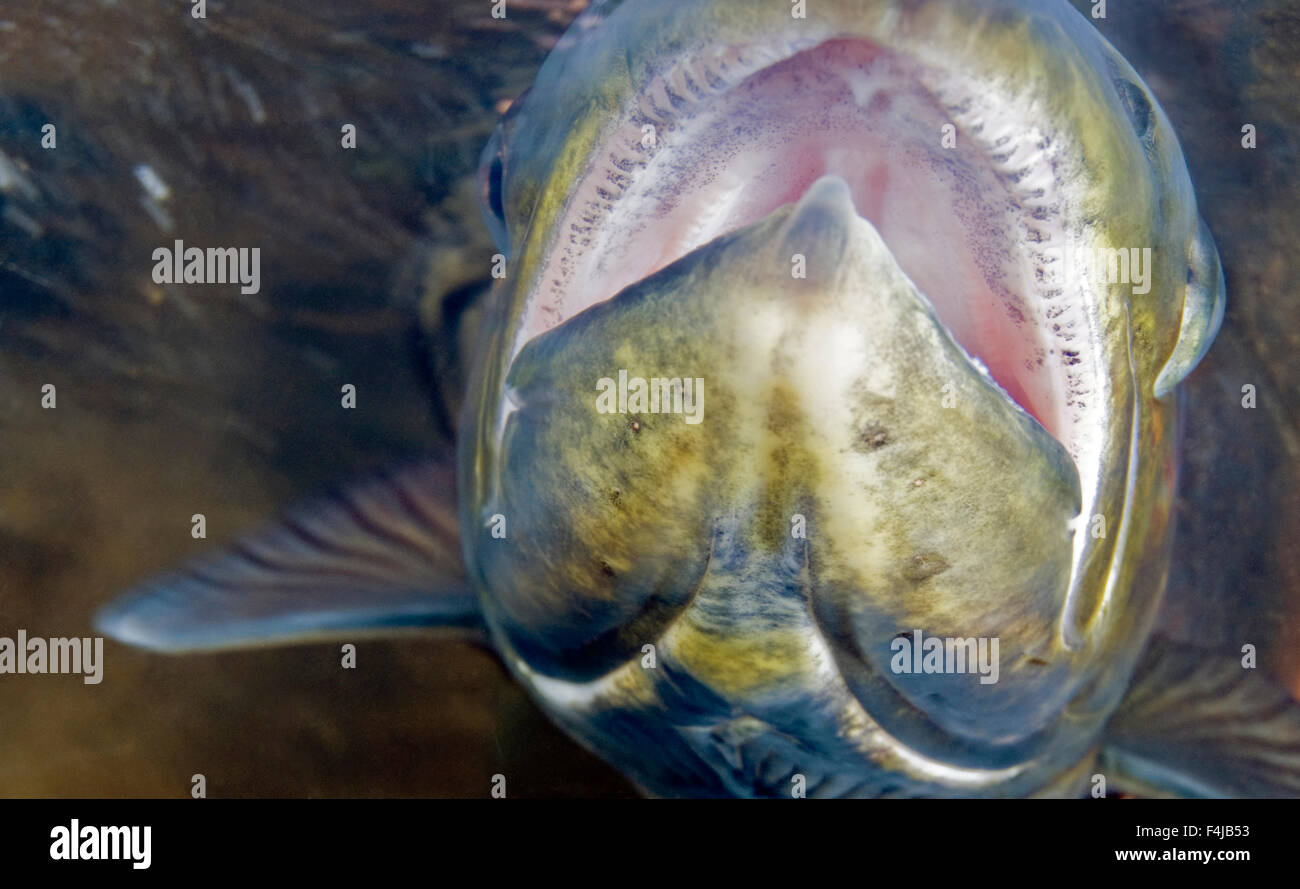 Close up of mouth of male Atlantic salmon (Salmo salar) River Orkla ...