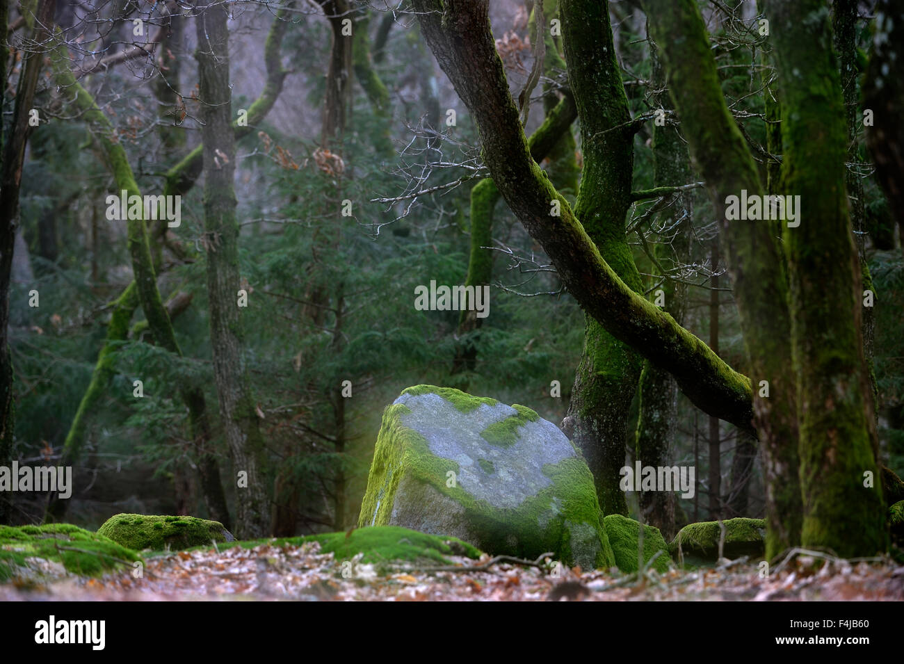 A large stone in a forest Stock Photo - Alamy