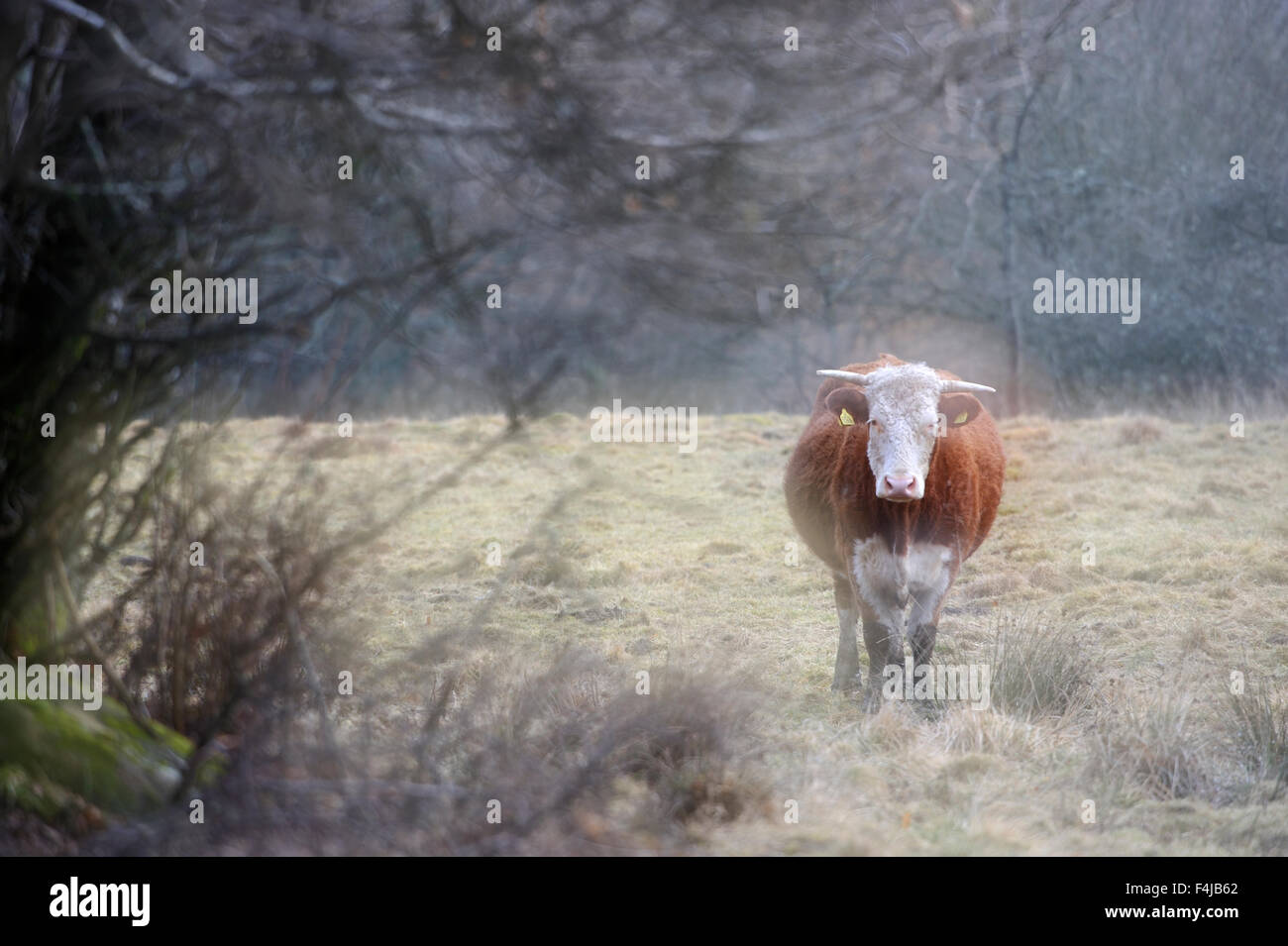 A bull in enclosed pasture Stock Photo - Alamy