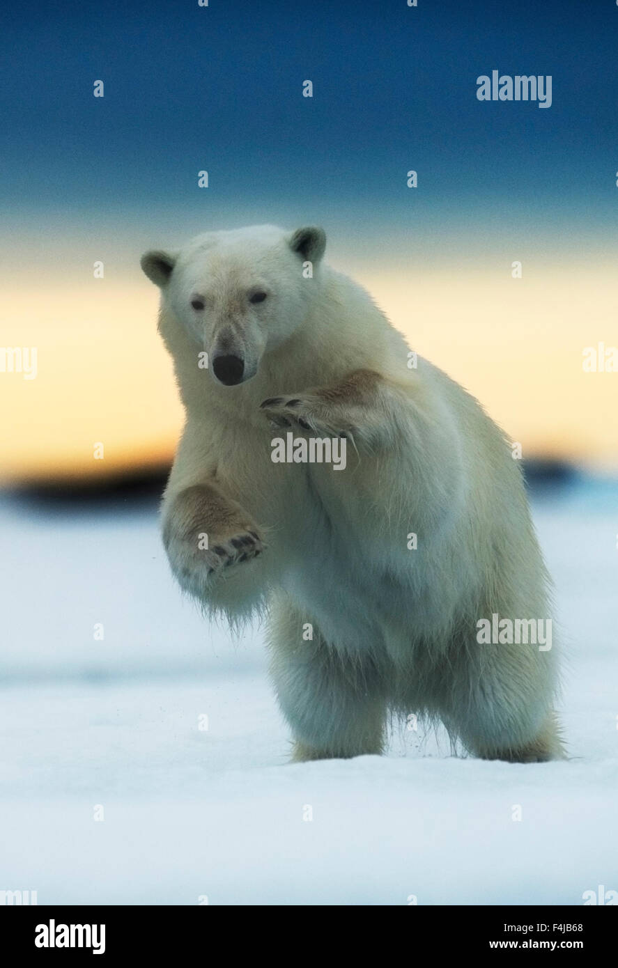 Pouncing hi-res stock photography and images - Alamy