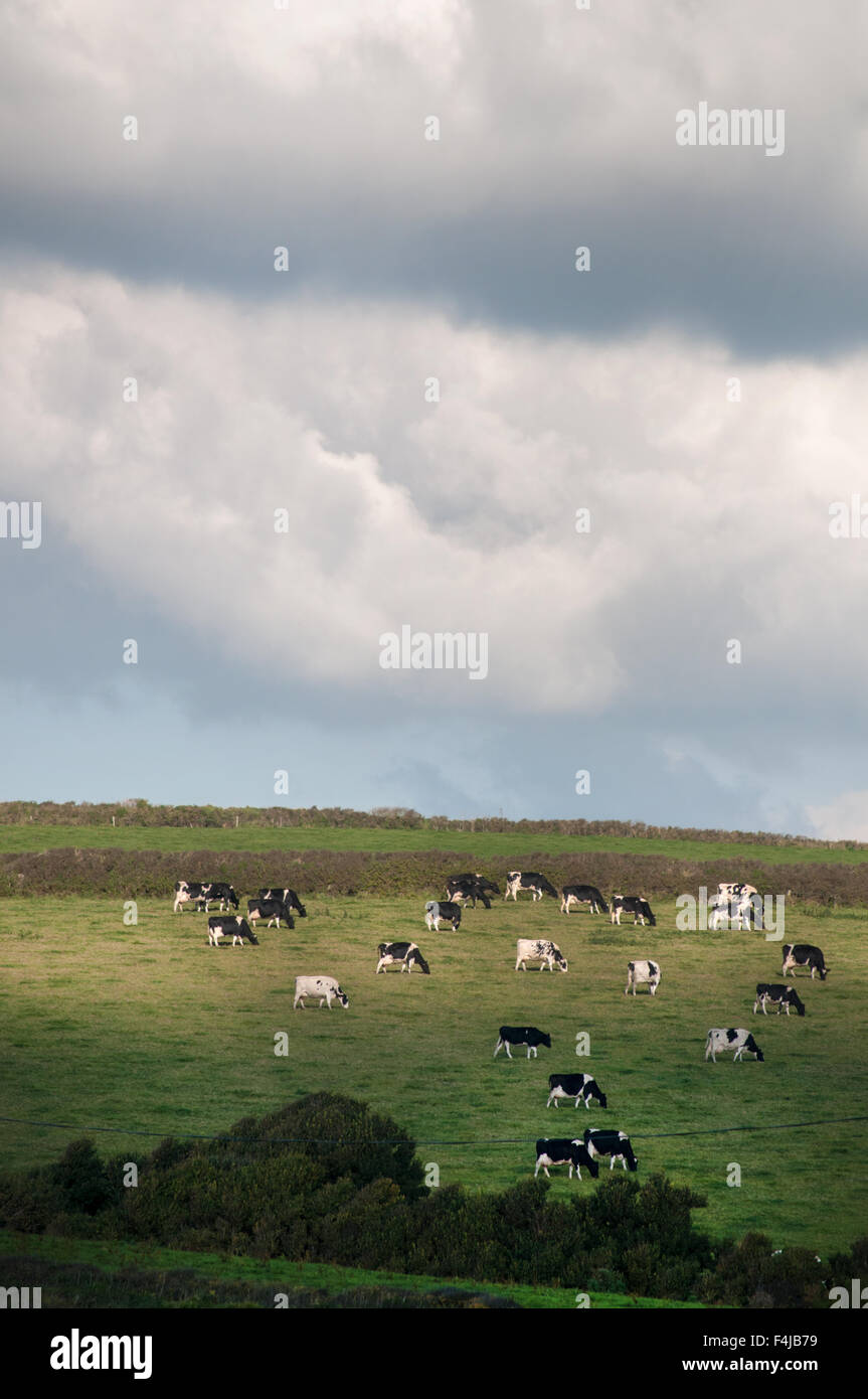 Friesian cows in a field with rain clouds, above. Cornwall UK Stock ...