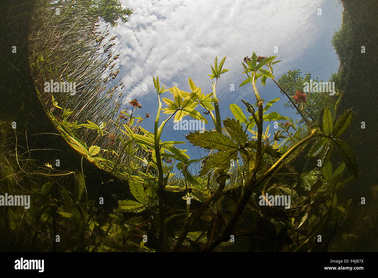 Purple marshlocks hi-res stock photography and images - Alamy