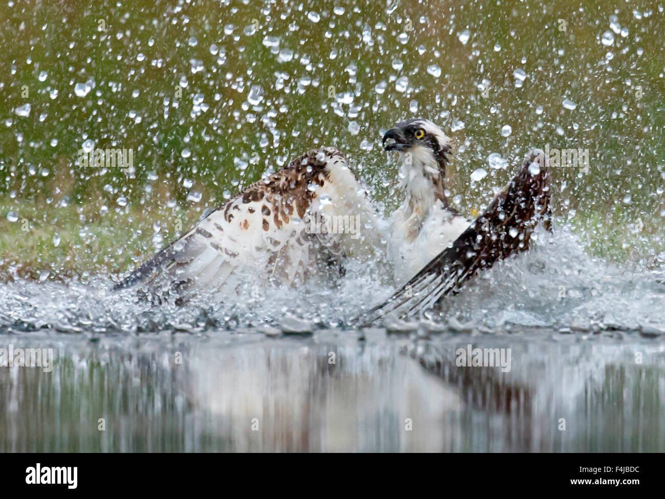 Osprey (Pandion haliaetus) splashing as it emerges from dive to catch ...