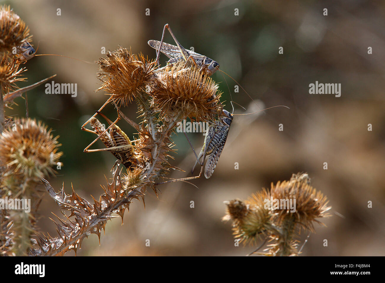 Eats vegetation and insects hi-res stock photography and images - Alamy