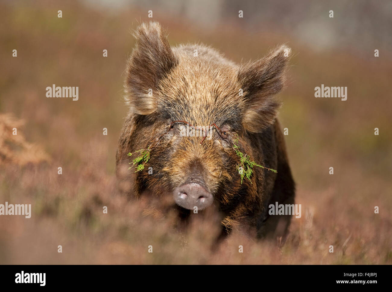 Western european britain pete mammalia vegetation hi-res stock ...
