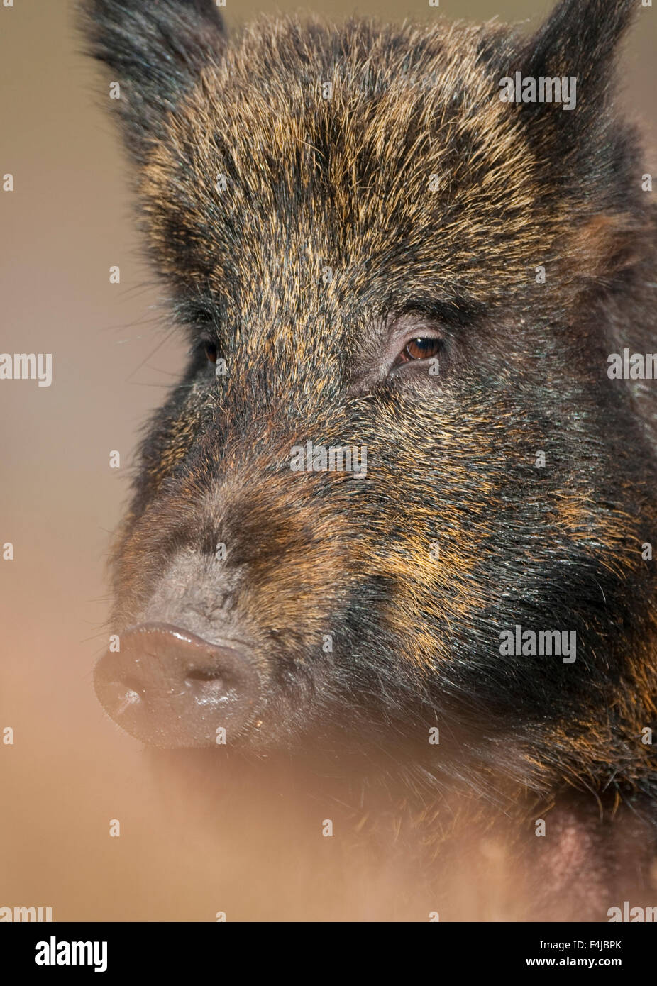 Boar Uk High Resolution Stock Photography and Images - Alamy