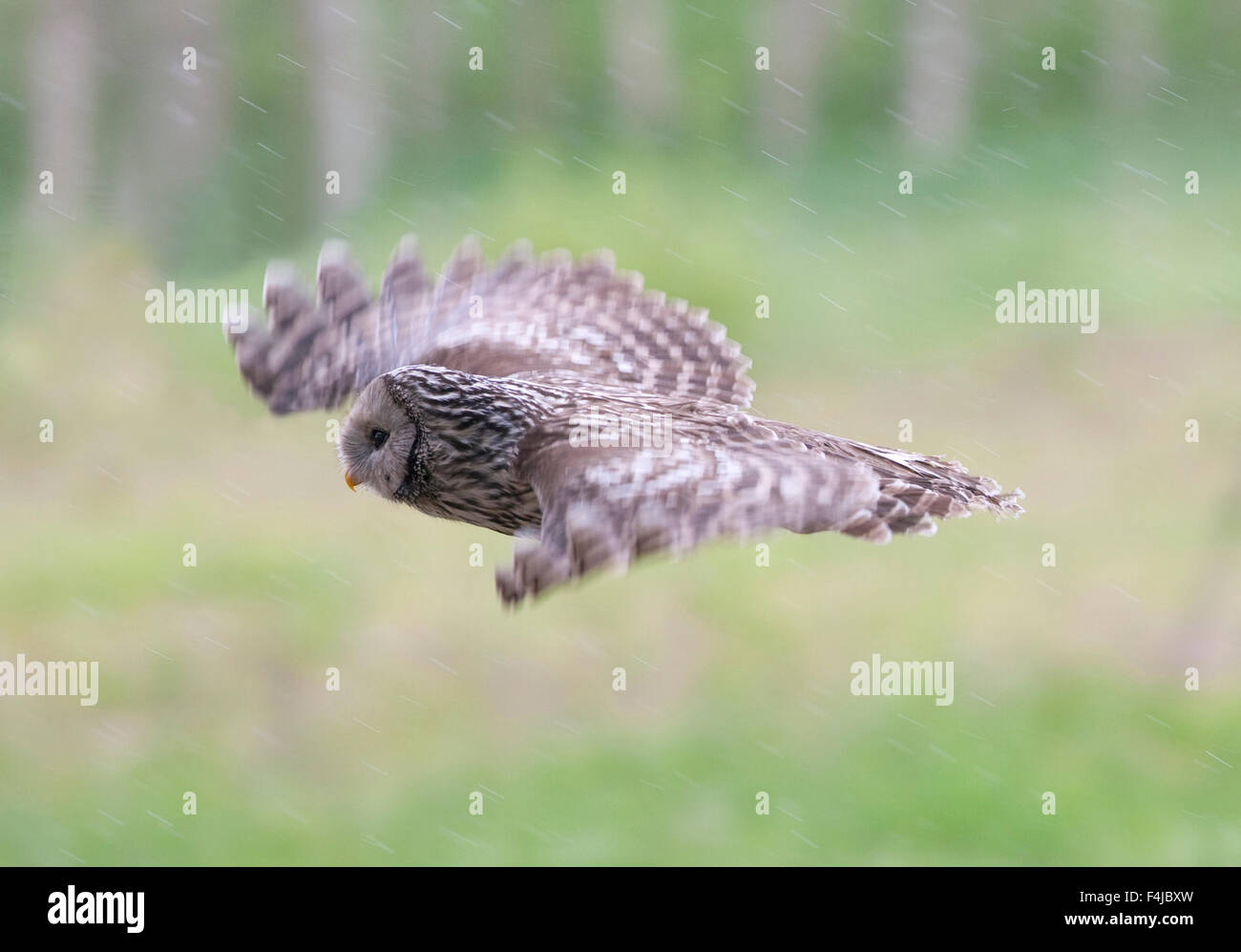 Ural owl (Strix uralensis) in flight, Bergslagen, Sweden, June 2009 ...