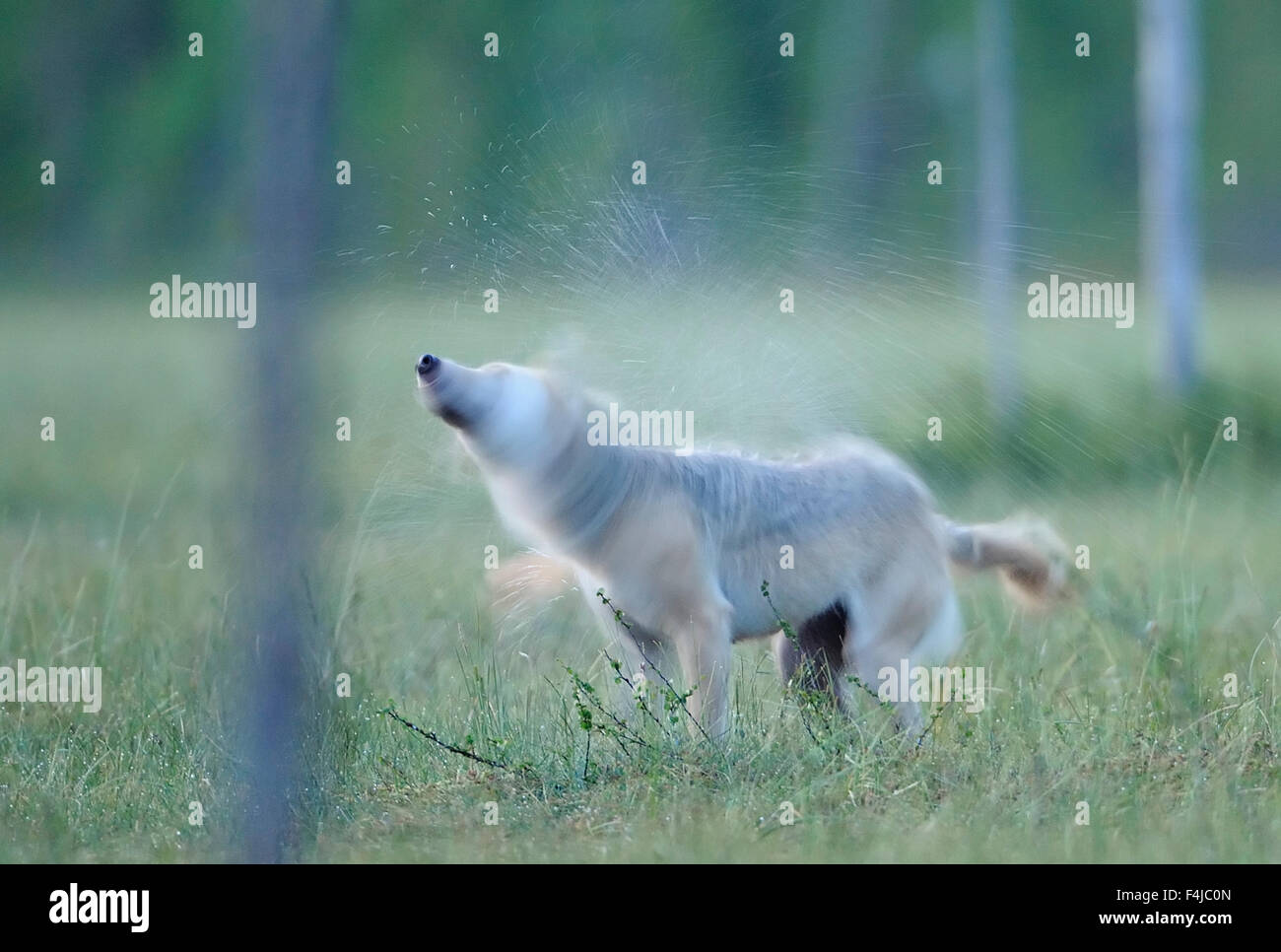 European grey wolf (Canis lupus) shaking off water, Kuhmo, Finland ...
