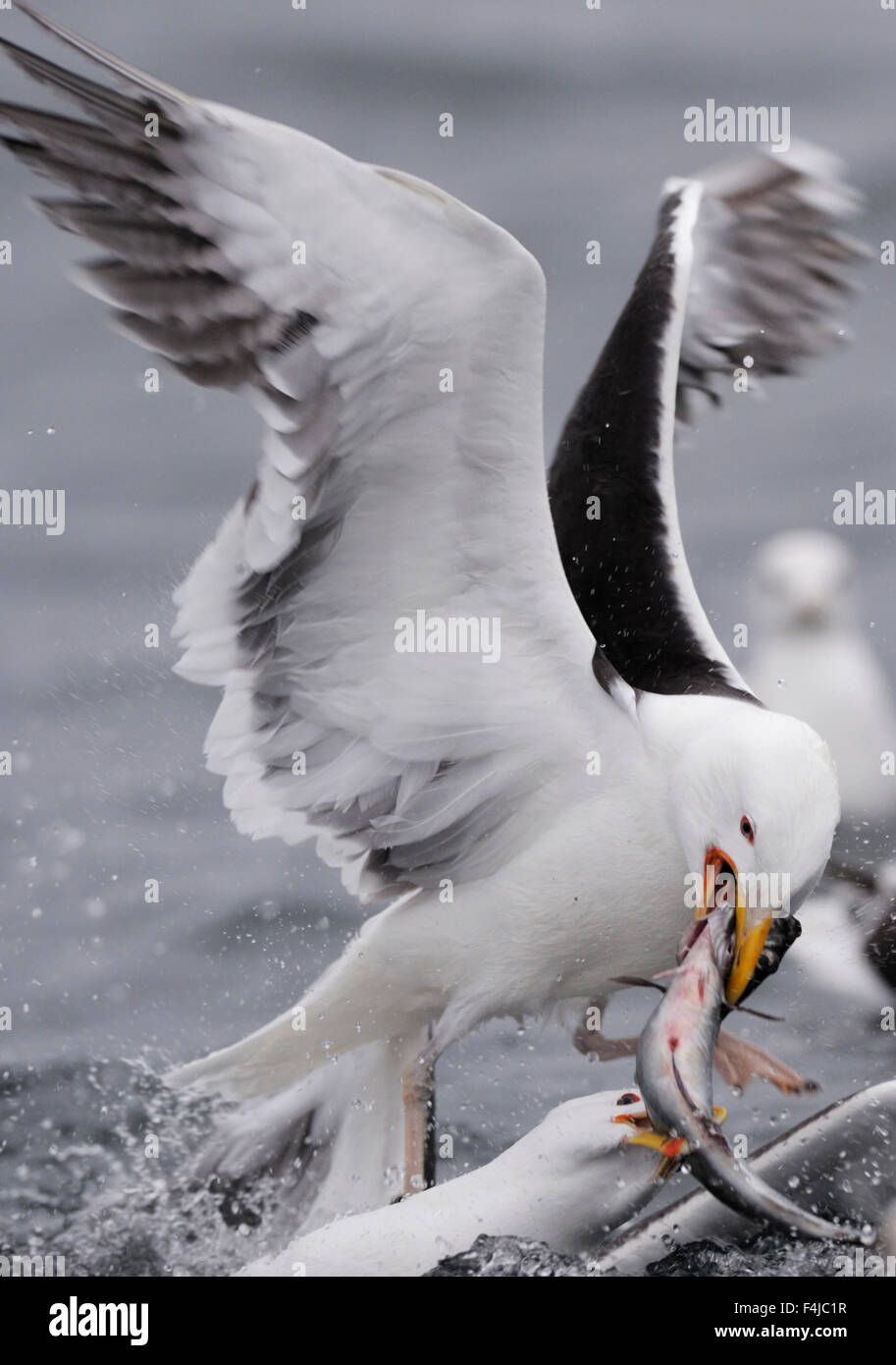 Two Greater black backed gulls (Larus marinus) fighting over fish ...